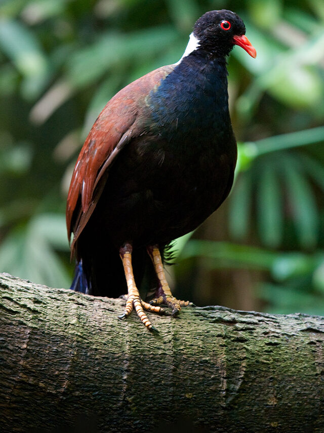 Black-Naped Pheasant-Pigeon