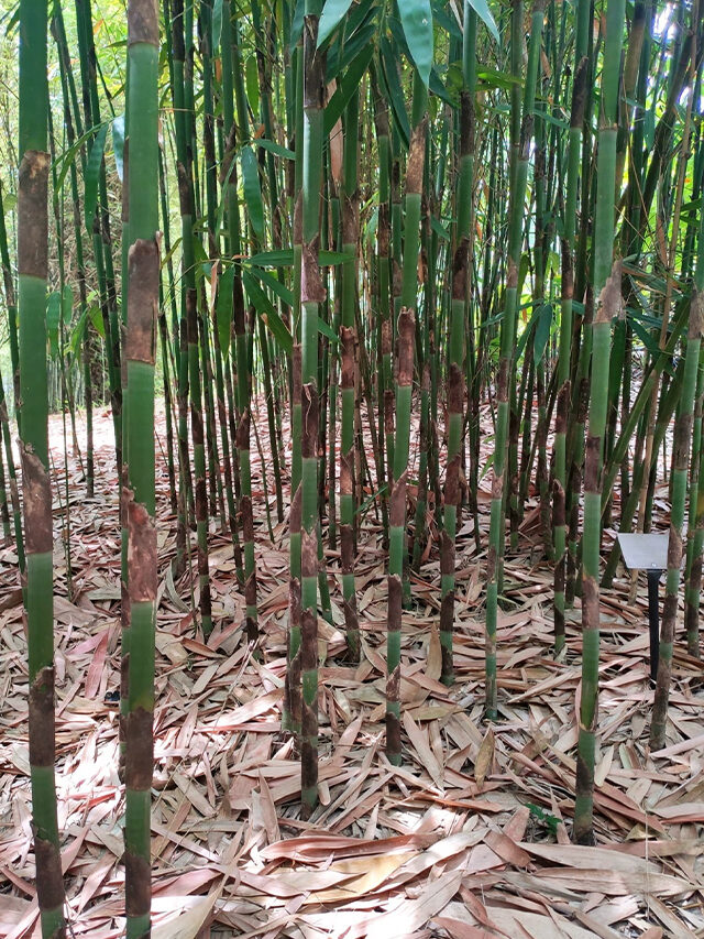 Muli Bamboo