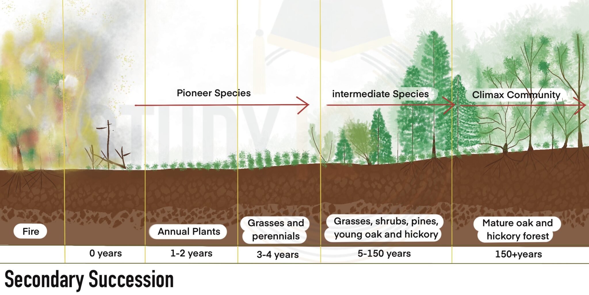 Ecological Succession Definition, Types, Stages, Diagram