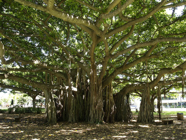National Tree of India, Scientific Name, Family, Higher Classification ...