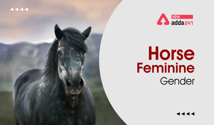 What is the Horse Feminine Gender?