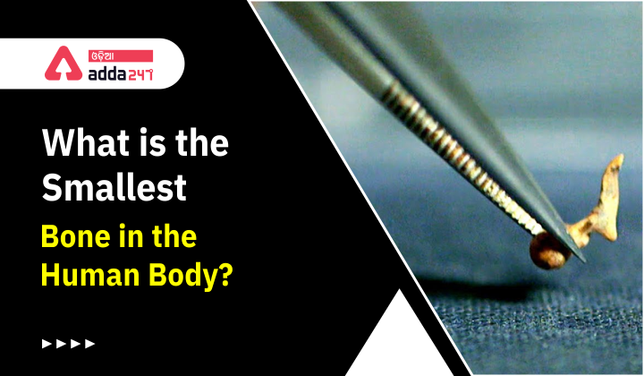 What is the Smallest Bone in the Human Body?
