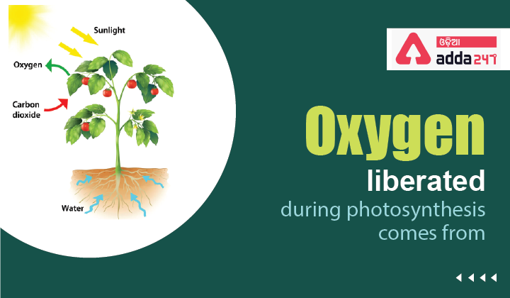 Where does the oxygen liberated during photosynthesis come from?