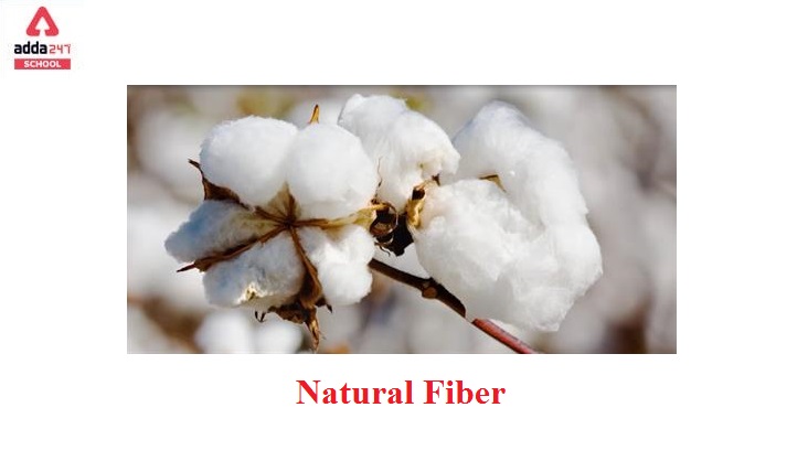 Natural Fiber | What is Natural Fiber? | adda 247