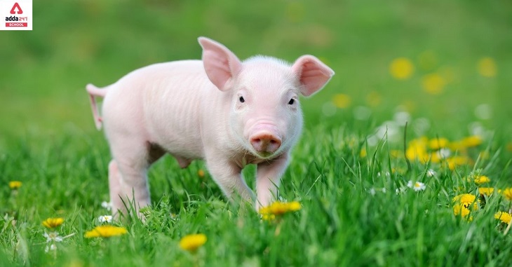 Scientific Name of Pig