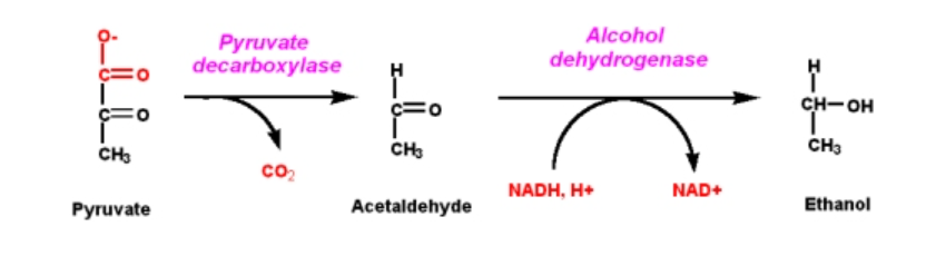 Fermentation: Process, Examples, Reaction, Diagram