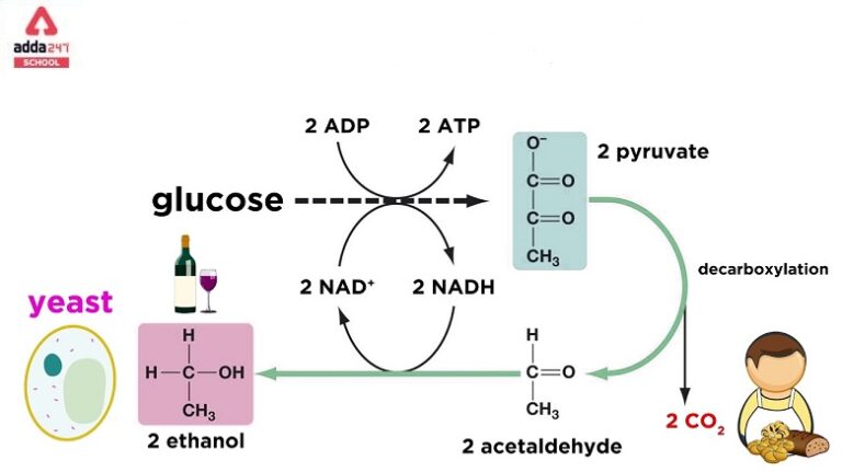 Fermentation: Process, Examples, Reaction, Diagram