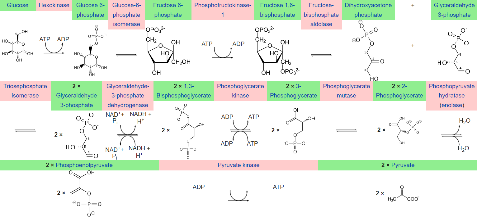 Glycolysis: Pathway, Cycle, Reaction, Diagram