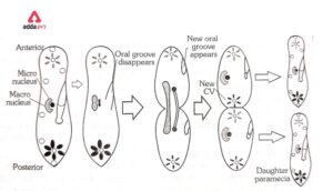 Paramecium Diagram, kingdom, Classification, Locomotion, Size