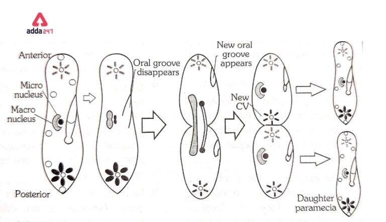 Paramecium Diagram, kingdom, Classification, Locomotion, Size