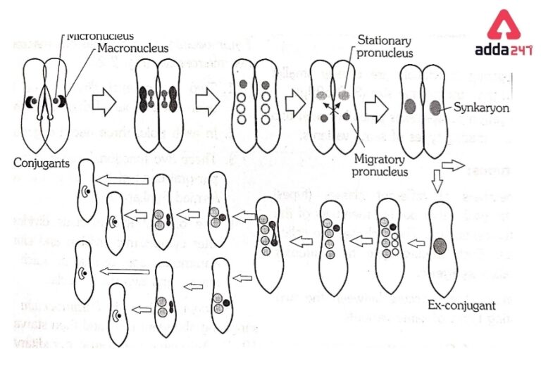 Paramecium Diagram, kingdom, Classification, Locomotion, Size