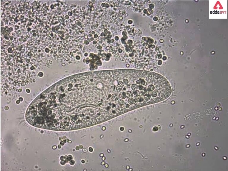 Paramecium Diagram, kingdom, Classification, Locomotion, Size