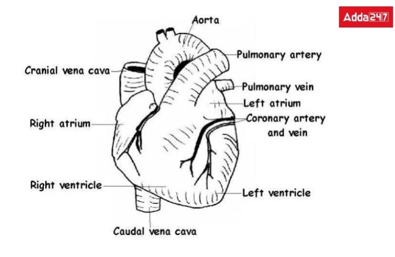 Human Heart Diagram, with labelling and Function