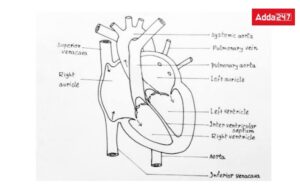 Human Heart Diagram, with labelling and Function