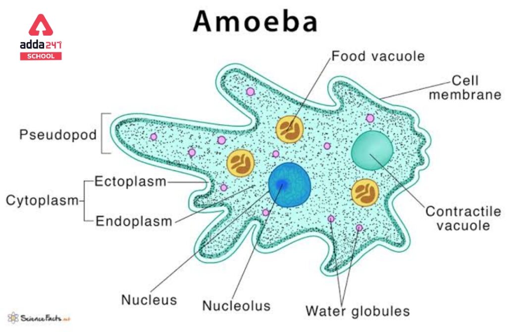 Amoeba: Cell, Diagram, Classification, Nutrition,