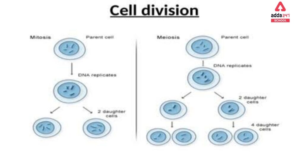 What Is Cell? - Definition, Structure, Types, Functions