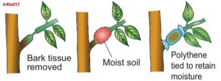 Vegetative Propagation- Define, Advantage, Types for Class 10 Vegetative Propagation- Define, Advantage, Types for Class 10