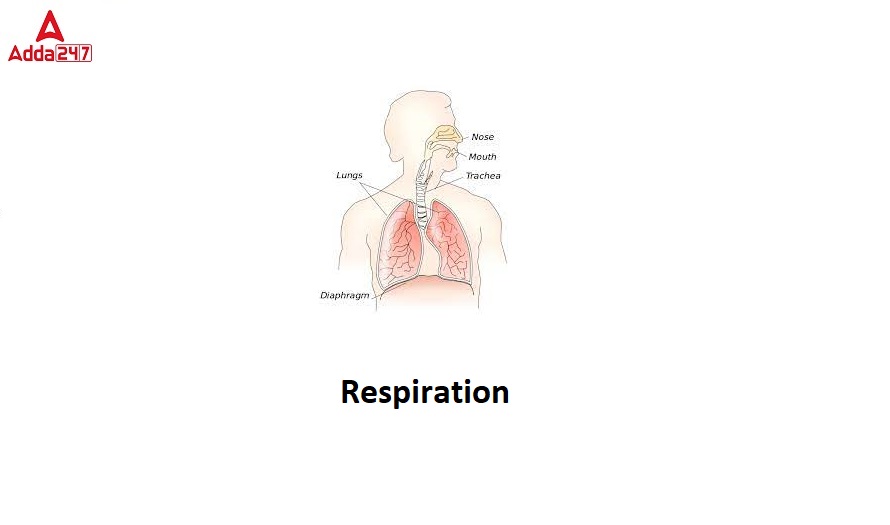 Respiration- In Plants and Human Beings, Equation Class 10