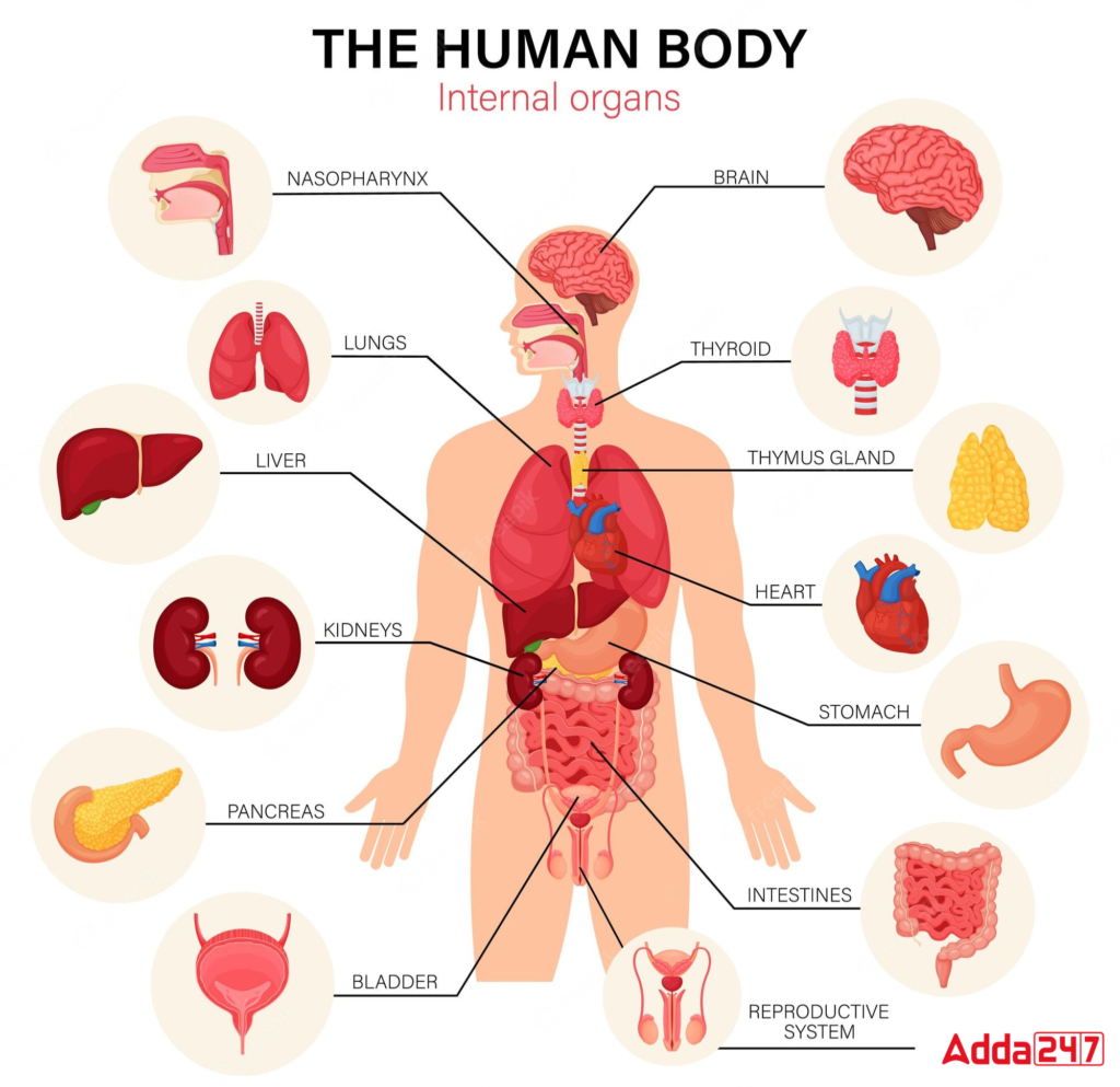 Body Parts Name With Pictures In English Hindi PDF Imtd in Body Parts Name With Pictures In English Hindi PDF Imtd in