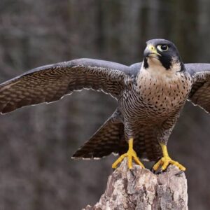 100 Birds Names in English & Hindi