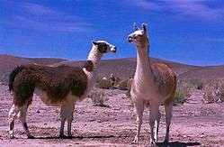 Pet Animals Name with Images in English and Hindi