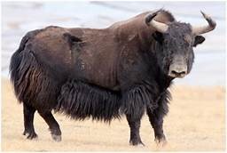 Pet Animals Name with Images in English and Hindi