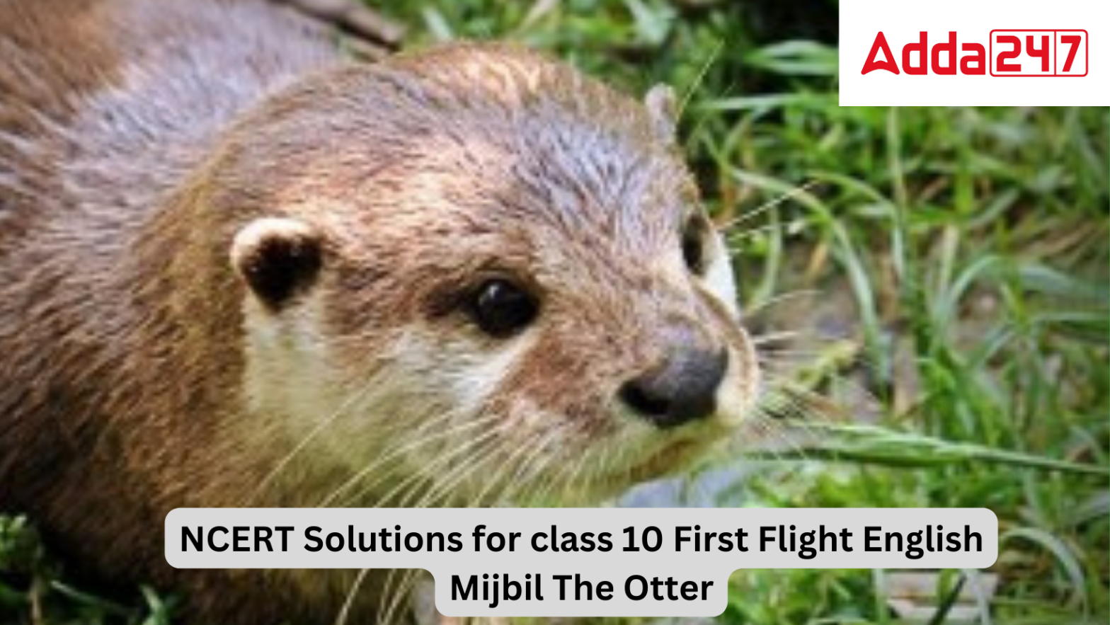 NCERT Solutions For Class 10 English First Flight Chapter 8 Mijbil the ...