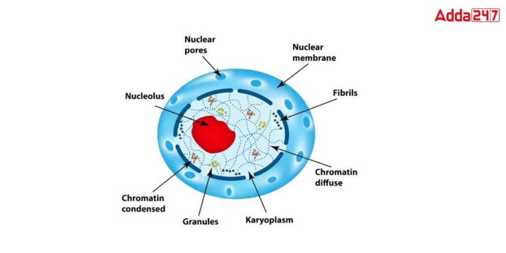 What is Nucleus?- Check Function, Diagram, and Structure