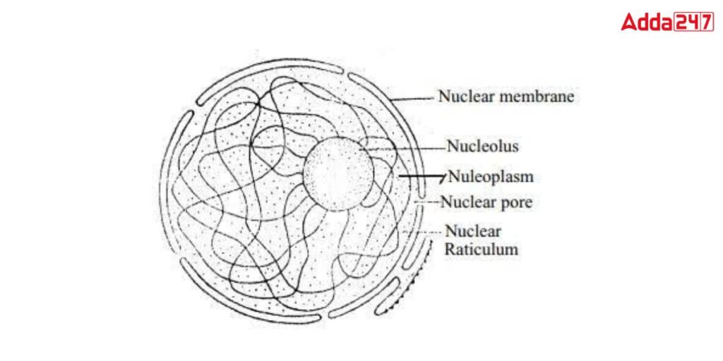 What is Nucleus?- Check Function, Diagram, and Structure
