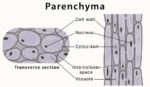 Parenchyma Cells, Tissue, Meaning, Function, and Diagram