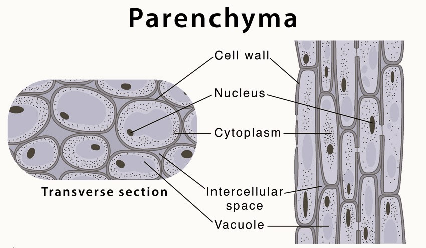 Parenchyma Cells, Tissue, Meaning, Function, and Diagram