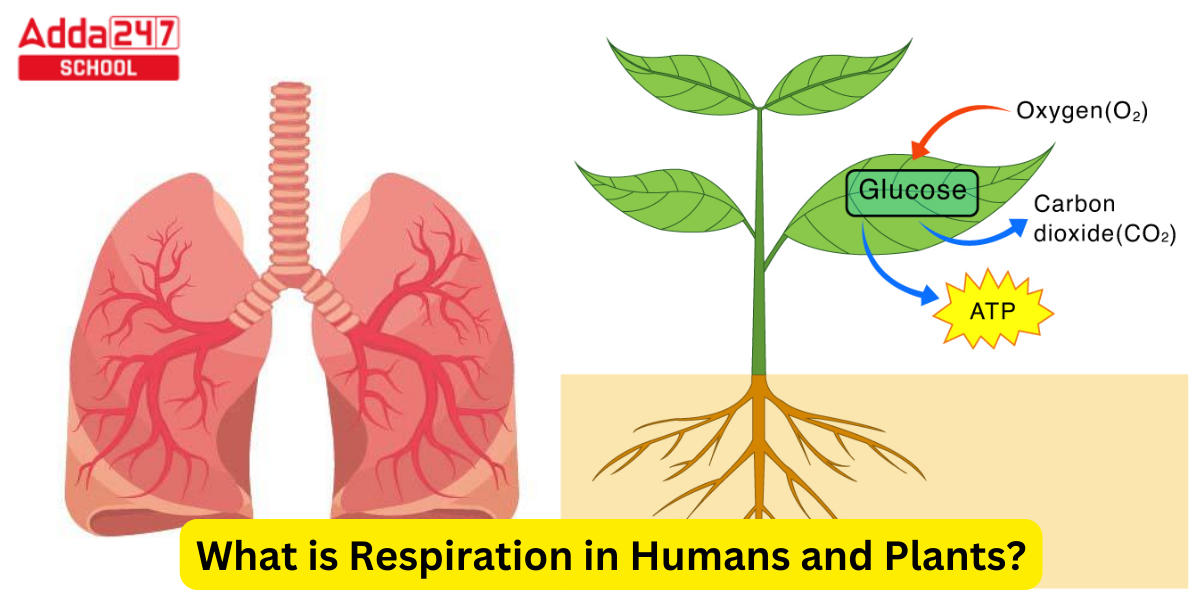 What is Respiration in Humans and Plants?