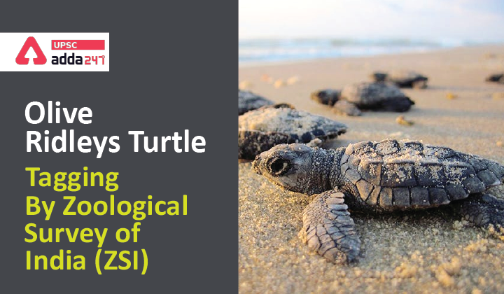 Olive Ridley Turtle: Olive Ridley Turtles tagging by Zoological Survey ...