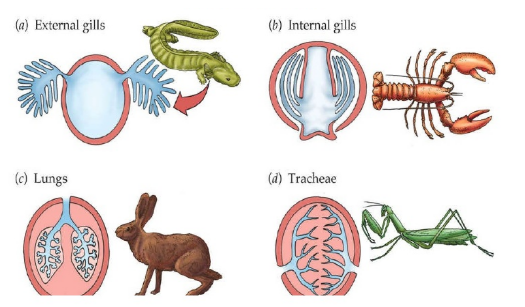 சுவாசத் தொகுதி | Respiratory System for TNPSC