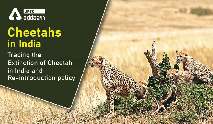 Cheetahs in India: Tracing the Extinction of Cheetah in India and Re ...