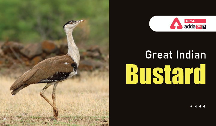 Great Indian Bustards