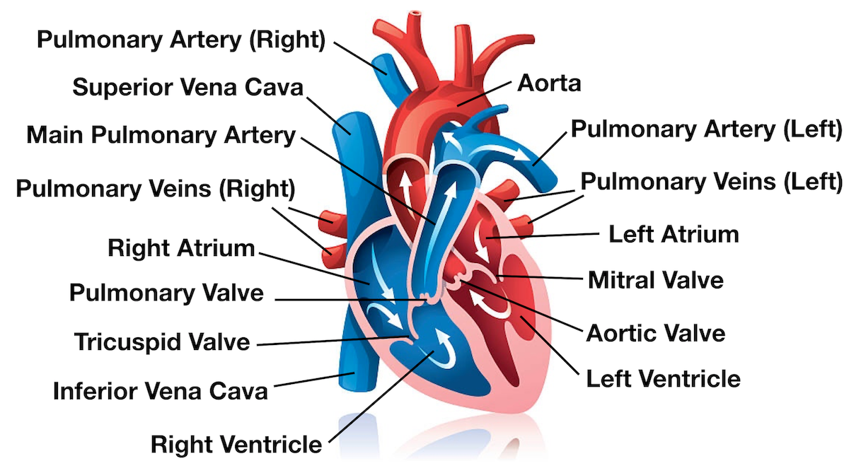 Structure Of Human Heart And Mechanism Of Blood Circulation Through It