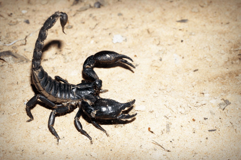 Scorpion Bite-presentation and management | UPSC Medico
