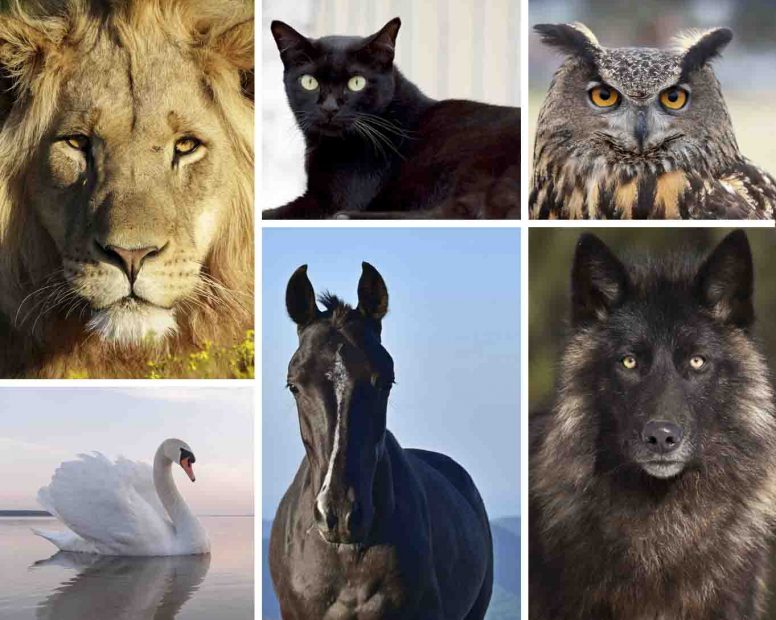God S Creatures Animals