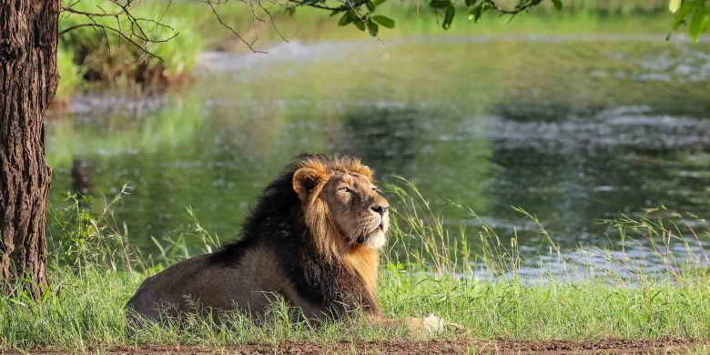 The ultimate guide to exploring Gir National Park in Sasan, Gujarat