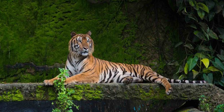 International Tigers Day 2023: Raising Awareness for Tiger Conservation