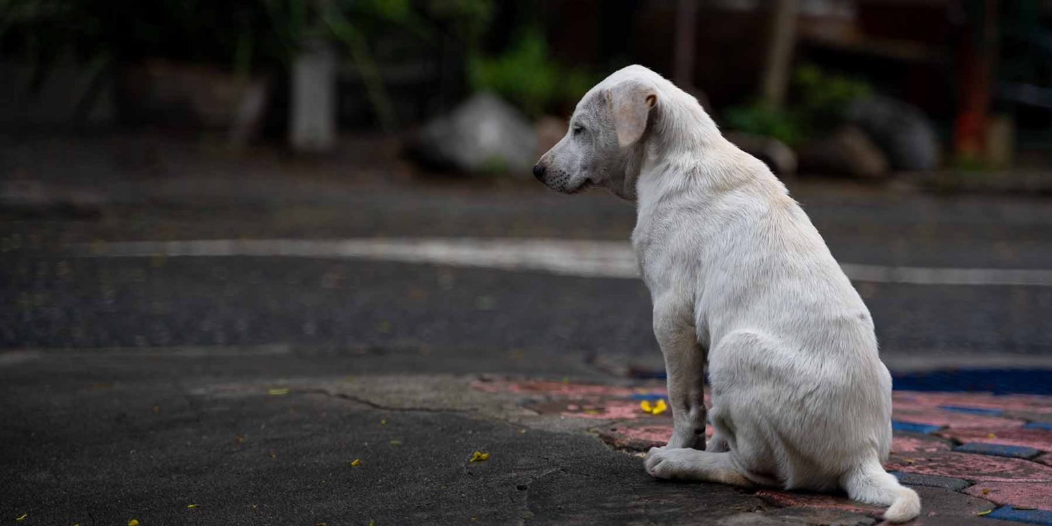 National Mutt Day: How Dogs Boost Mental Health