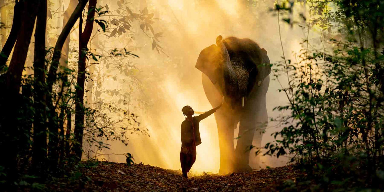 World Elephant Day: Inspiring stories of elephant rescues