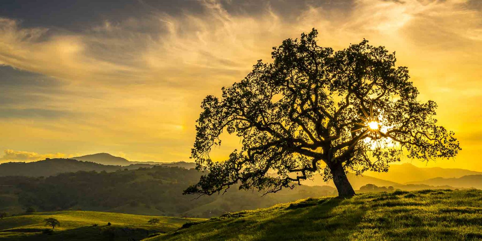 Secrets of Kings, Trees & State Gods: Unveiling Ancient Connections!