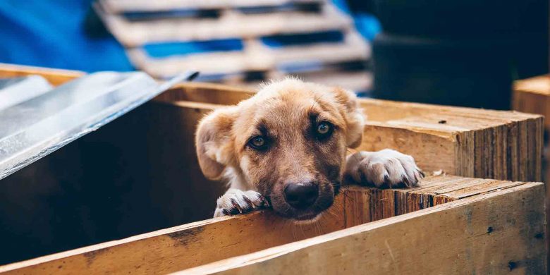 Inspiring Dog Rescue Stories: Healing Bond Between Humans and Dogs