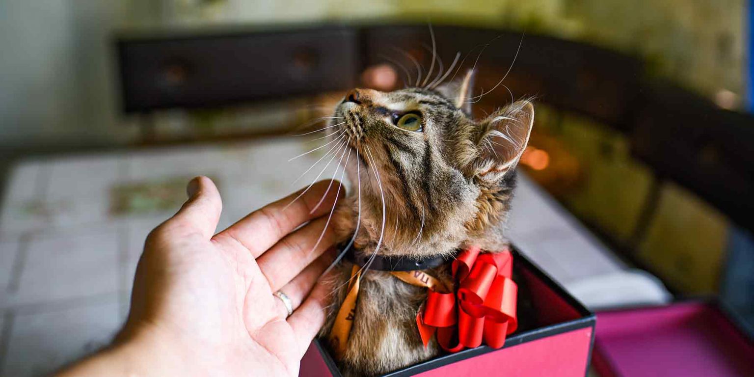 All it takes is a little adjustment | Soulveda