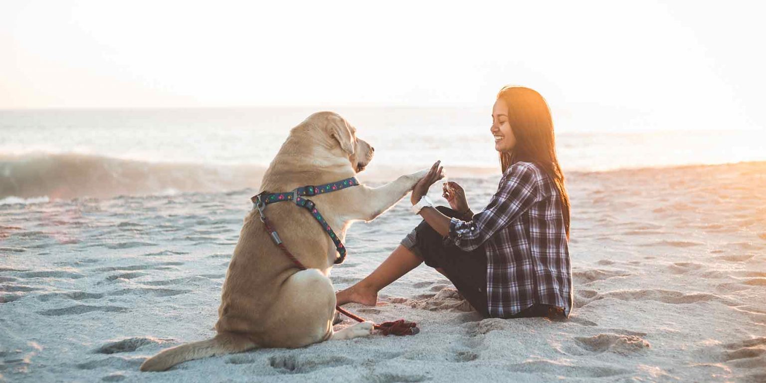 Animal Therapy: Exploring the Healing Power of Animals