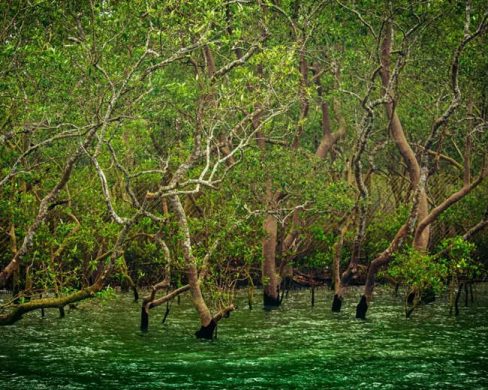 Explore the Sundarbans: Tigers, Mangroves & Wildlife