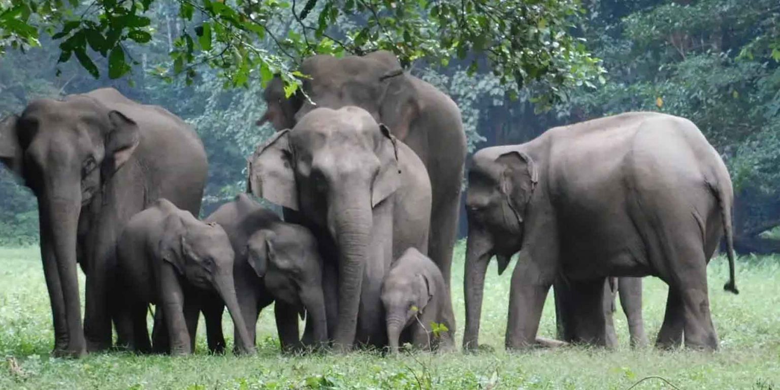 Dandeli Wildlife Sanctuary: A Thrilling Summer Escape into Nature’s Lap